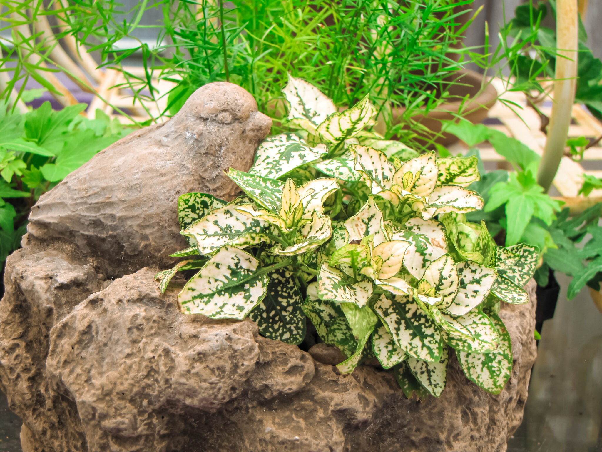Container & Specialty Gardening - Calgo Gardens